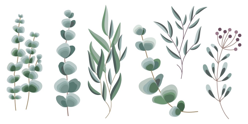 Eucalyptus Vector Images (over 20,000)