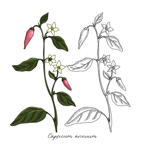 Cayenne pepper plant colored detailed Royalty Free Vector