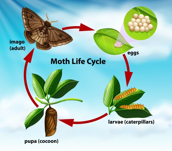 Moth Life Cycle Diagram Royalty Free Vector Image