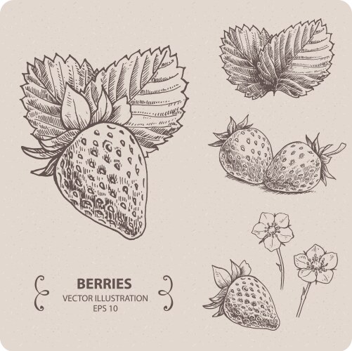 Strawberry Vector Images (over 120,000)