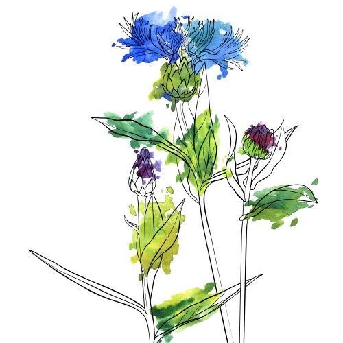 Cornflower Vector Images (over 4,100)