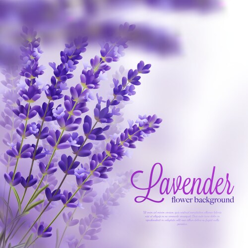 Lavender Vector Images (over 20,000)