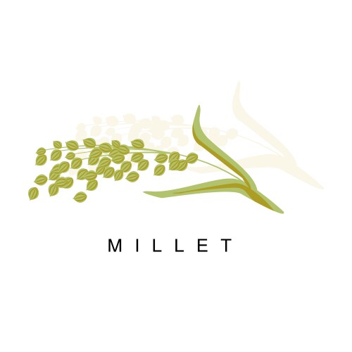 Millets Vector Images & Graphics for Commercial Use | VectorStock