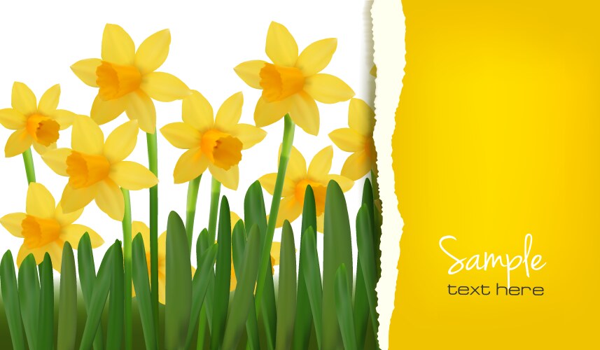 Daffodil Border Vector Images (over 830)
