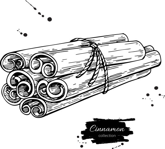 Cinnamon stick drawing hand drawn sketch Vector Image