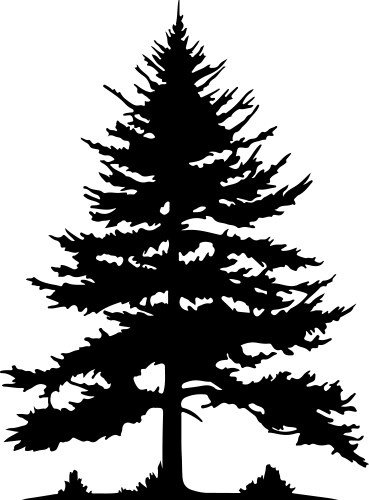 Pine tree silhouette white background Royalty Free Vector