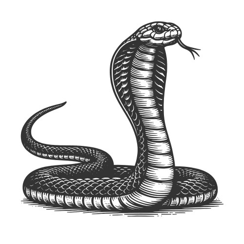 Cobra Vector Images (over 11,000)