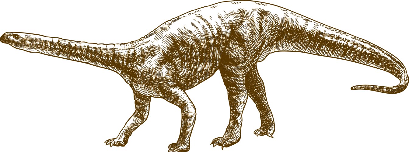 Engraving tooth Royalty Free Vector Image - VectorStock