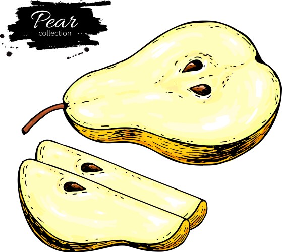 Pear drawing isolated hand drawn Royalty Free Vector Image