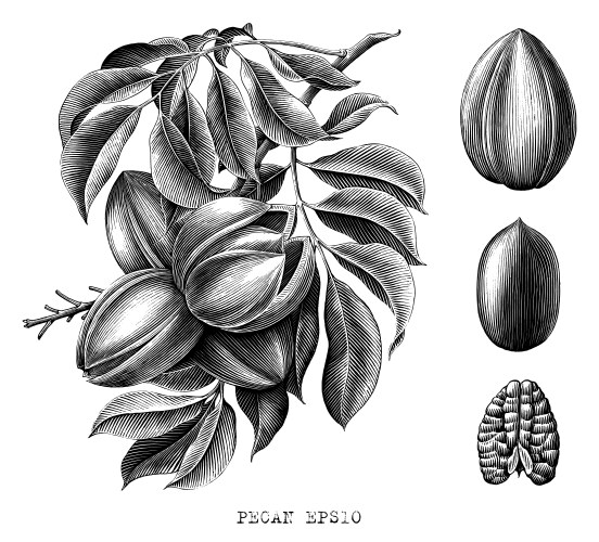 Pecan hand drawn food drawing nut trees Royalty Free Vector