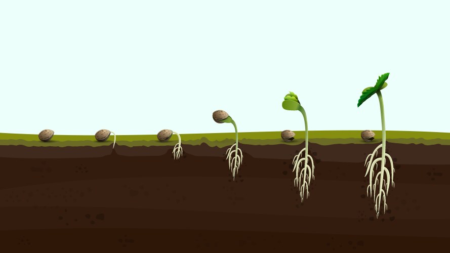 Germination Vector Images (over 4,700)