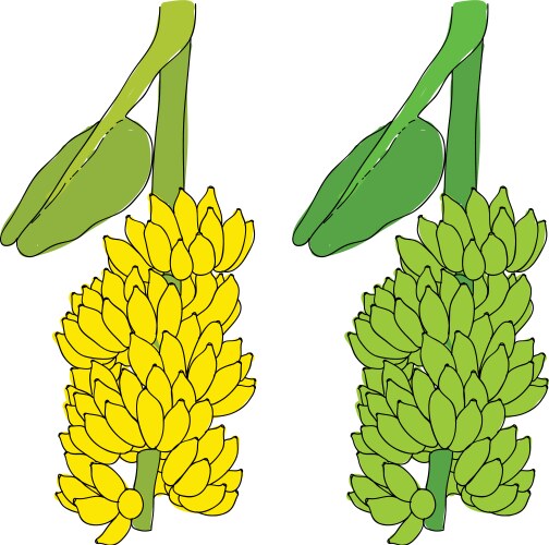 Banana Vector Images (over 98,000)