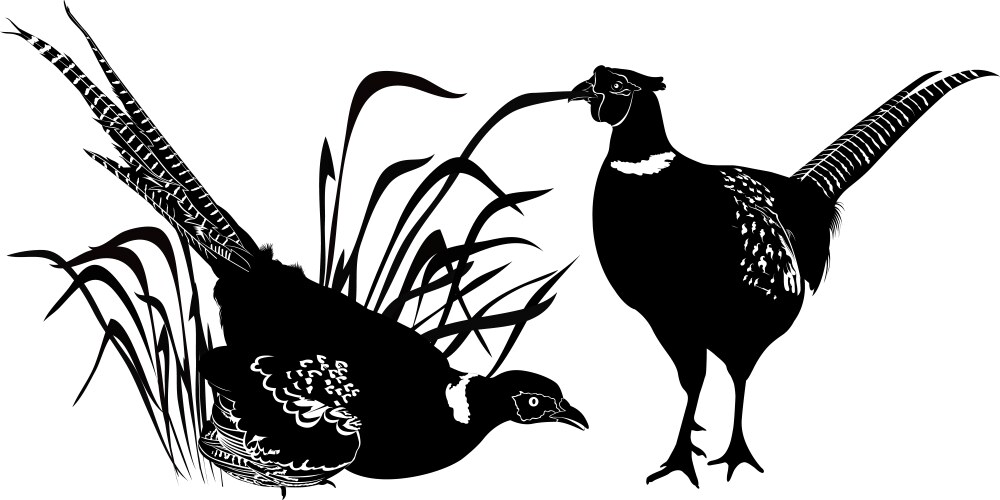 Pheasant Vector Images (over 1,600)