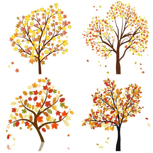 Maple tree on white Royalty Free Vector Image - VectorStock