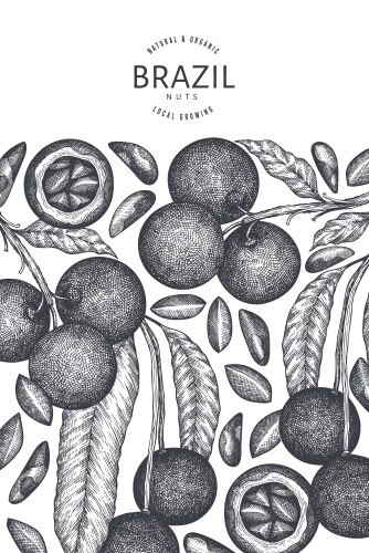 Hand drawn brazilian branch and kernels Royalty Free Vector