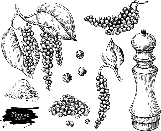Black pepper plant branch drawing Royalty Free Vector Image