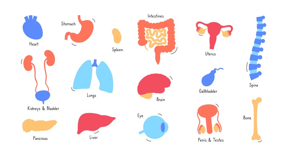 Internal Vector Images (over 550,000)