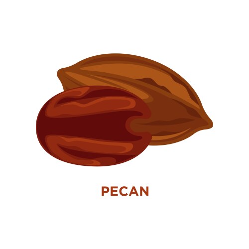 Pili nut icon cartoon style Royalty Free Vector Image