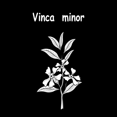 Minor Vector Images (over 7,400)