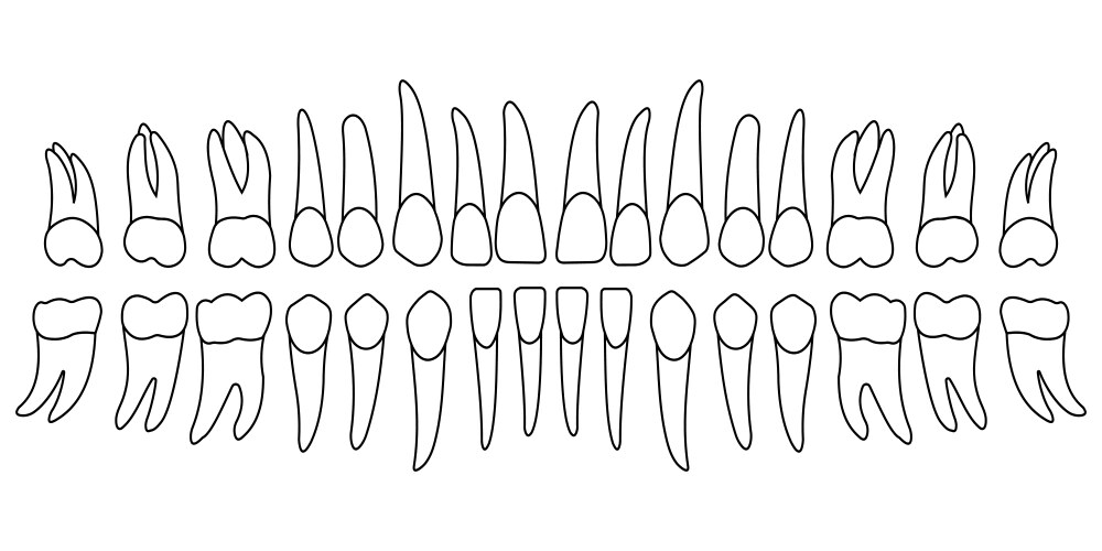 Dentistry Vector Images (over 81,000)