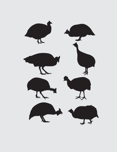 Guinea Fowl Vector Images (over 300)