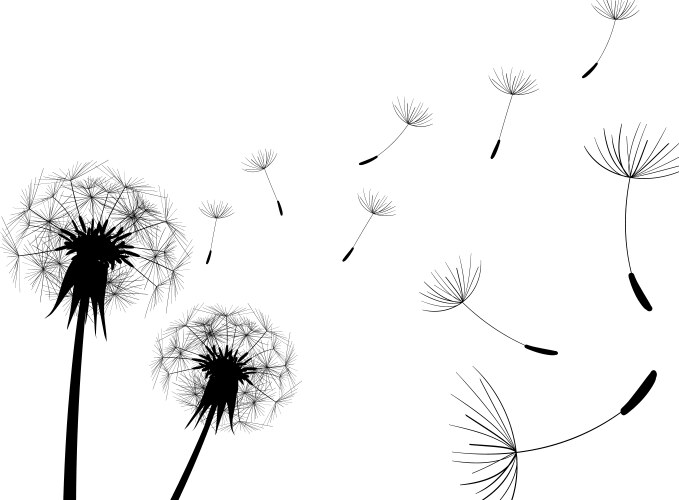 Dandelion Vector Images (over 13,000)