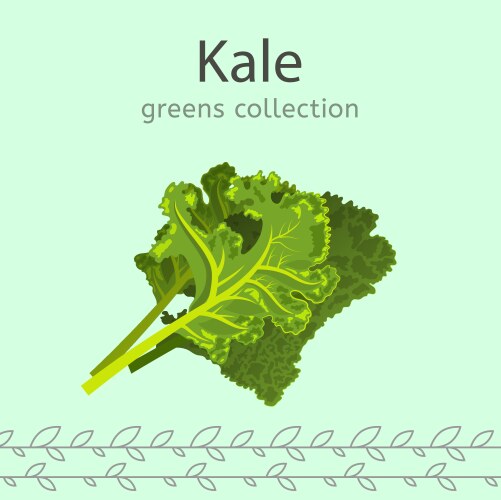Kale hand draw sketch vegetable Royalty Free Vector Image