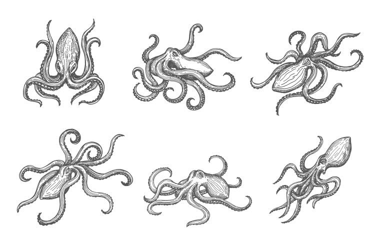 Octopus Sketch Drawings Tentacles Museum Quality Print The Art Of