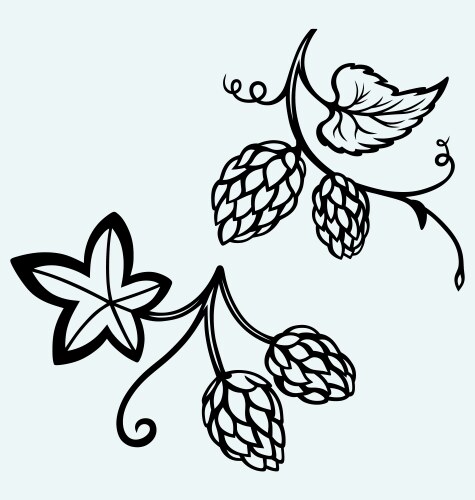 Hops Vector Images (over 52,000)