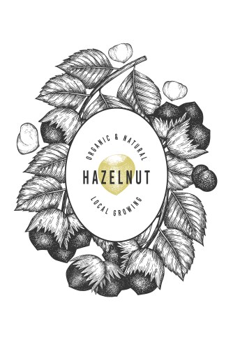 Hazelnut in hand-drawn style Royalty Free Vector Image