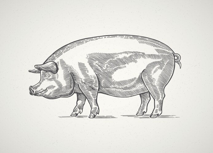 Pig Vector Images (over 91,000)