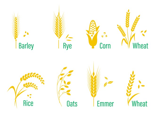Different types cereals cereal grain agronomy Vector Image