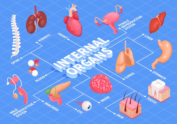 Human anatomy organs infographics Royalty Free Vector Image
