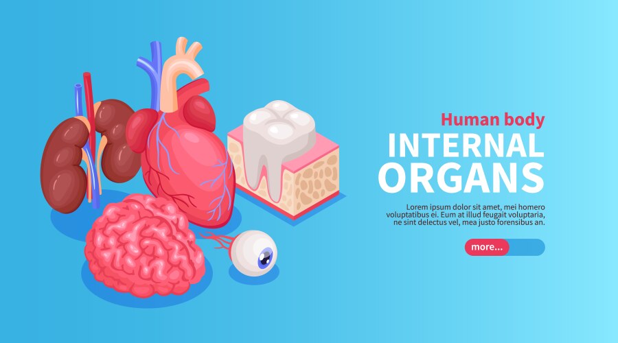 Human anatomy educative poster with skeleton Vector Image