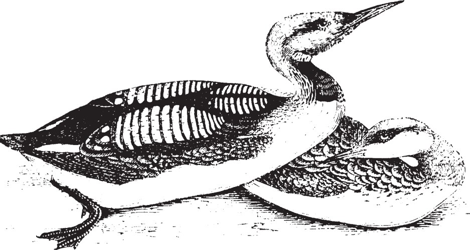 Loon Vector Images (over 340)