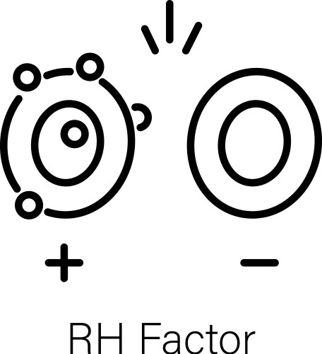 Morula Vector Images (over 110)