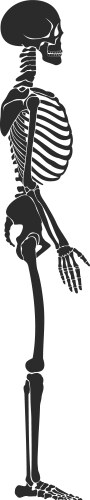Human skeleton Royalty Free Vector Image - VectorStock