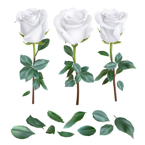 Beautiful pink rose isolated on white background Vector Image