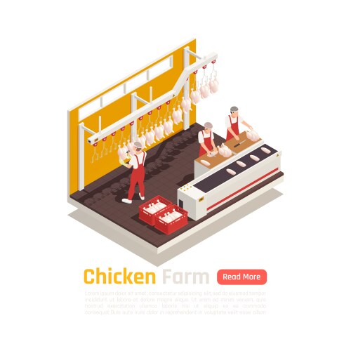Isometric indoors chicken farm feeding Royalty Free Vector