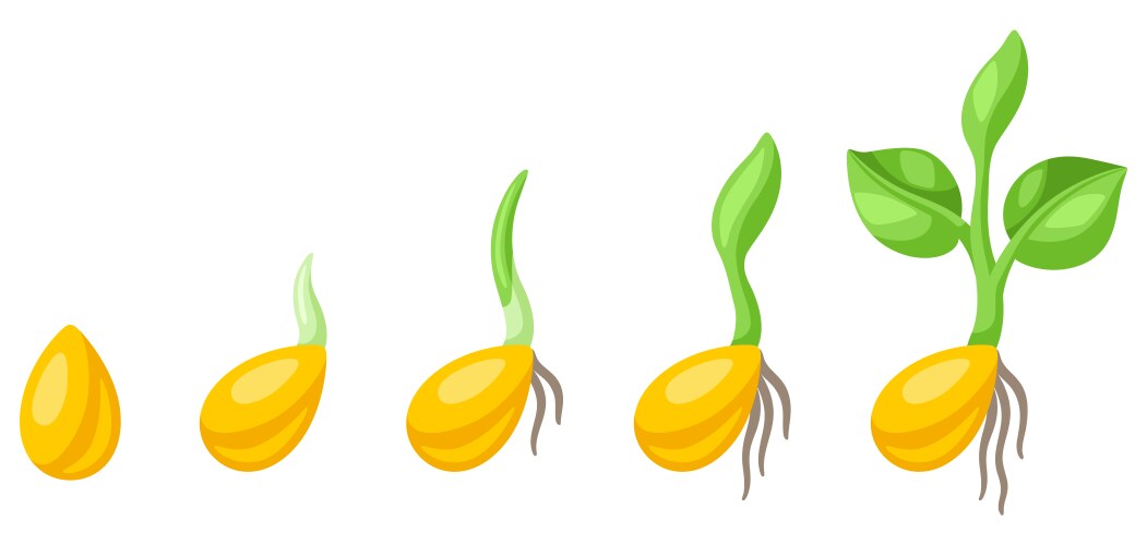 Germination Vector Images (over 4,700)