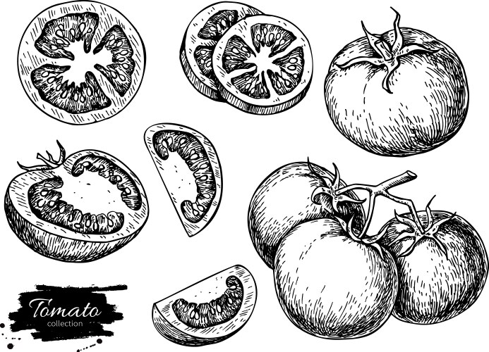 Tomato Vector Images (over 150,000)