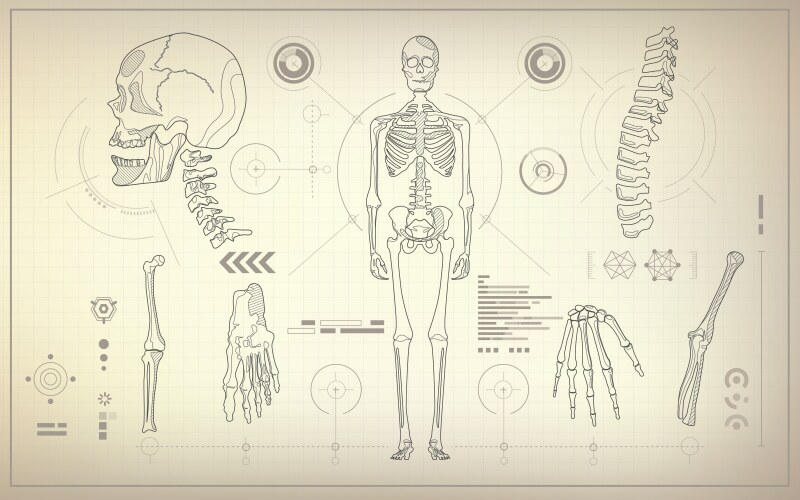 Skeleton scan Royalty Free Vector Image - VectorStock