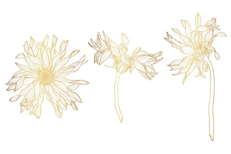 Golden line flowers set gold linear flower Vector Image