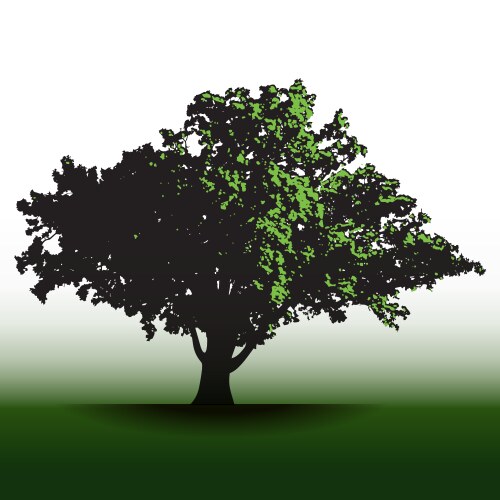 An old giant tree Royalty Free Vector Image - VectorStock