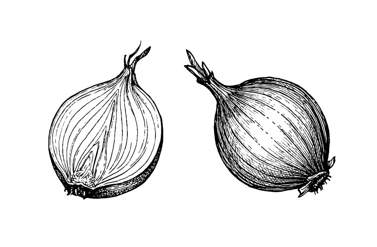 Digital detailed onion hand drawn Royalty Free Vector Image