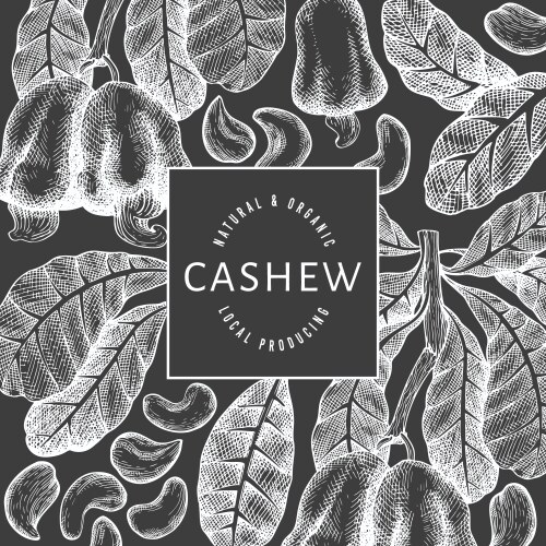 Hand drawn sketch cashew design template organic Vector Image