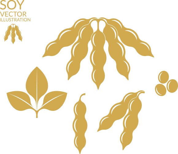 Soybean Royalty Free Vector Image - VectorStock