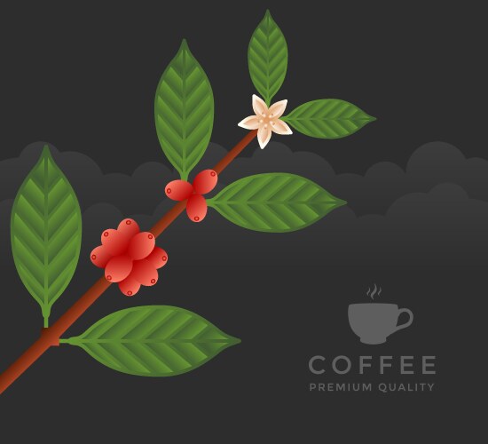 Engraving coffee branch Royalty Free Vector Image