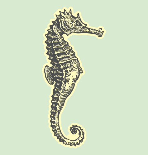 Seahorse Vector Images & Graphics for Commercial Use | VectorStock