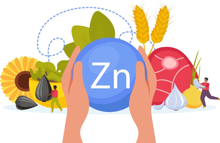 Zinc food composition Royalty Free Vector Image
